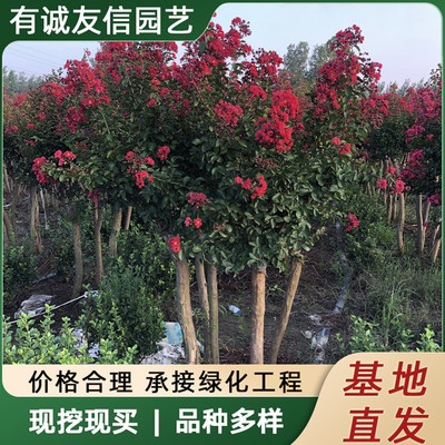 Clustertreesredrocketspur