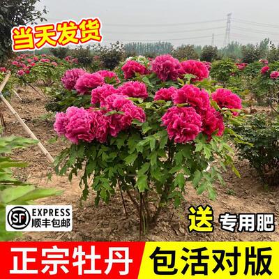 AuthenticBigFlowerPeonyTr