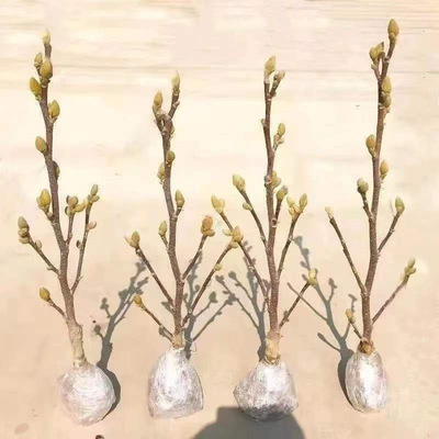 Magnoliawithflowerbudssap