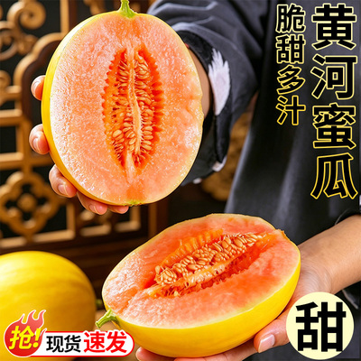 【精选品质】脆甜黄河蜜瓜！现摘