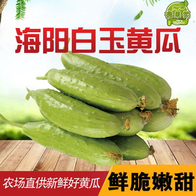 正宗海阳白玉黄瓜新鲜水果白黄瓜5斤包邮当季整箱脆嫩小黄瓜