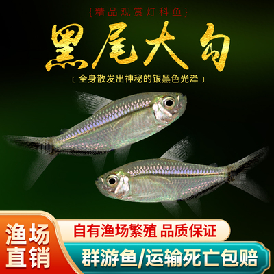 焘渔热带鱼淡水草缸群游鱼