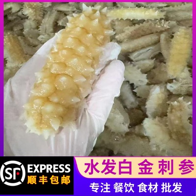 【顺丰包邮】黄金刺参白玉黄玉参