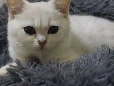 四川大包子脸眼睛英国短毛猫