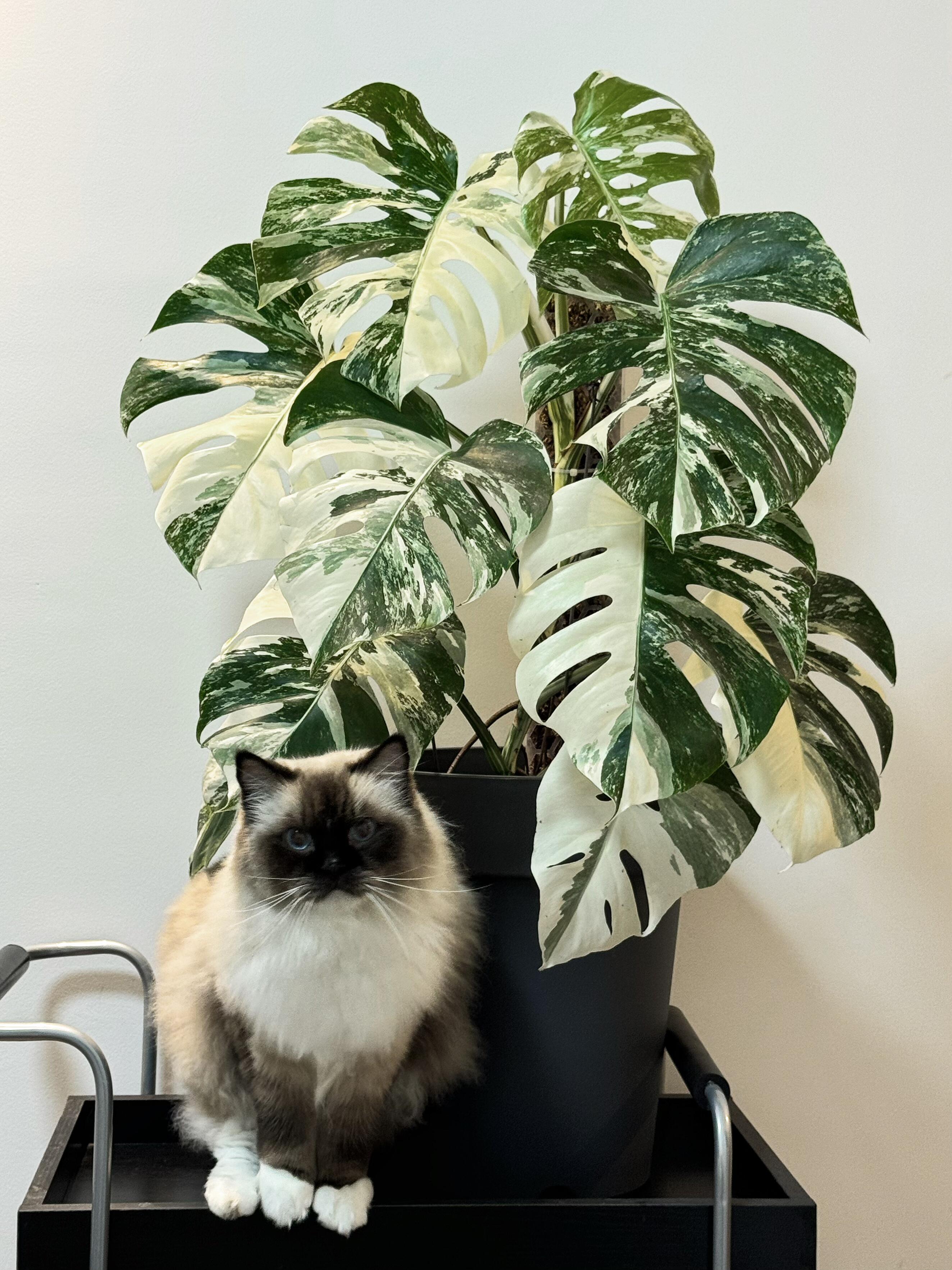 白锦龟背竹 锦化龟背竹 洒金龟背竹室内观叶植物家居室内大型绿植