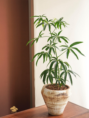 进口热植 夏威夷鹅掌柴  Schefflera sp. angustifolia  细叶伞树