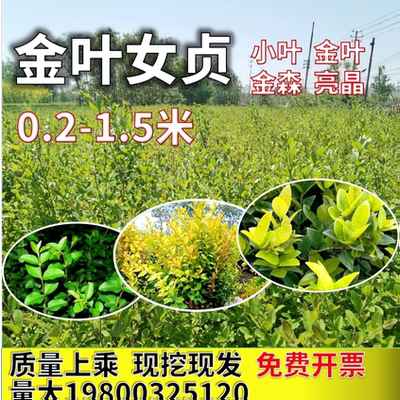 金叶女贞树苗黄叶女贞树苗小叶女贞球耐寒绿篱亮晶女贞金森女贞球