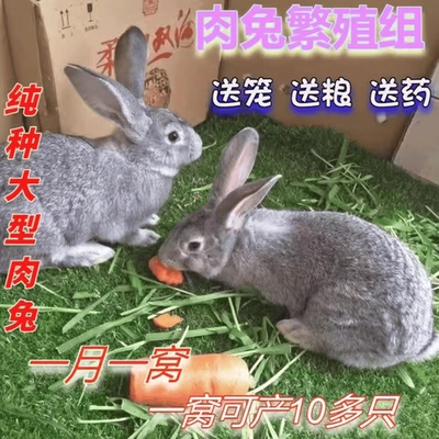 可选公母大型肉兔苗兔子活物巨兔