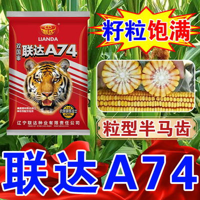 双国审联达A74玉米种高产优质粮抗穗腐青枯耐高温棒长粒硬角质粮