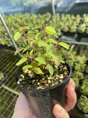 日本乌桕彩叶苗老桩盆栽耐寒耐旱庭院绿化办公桌造景