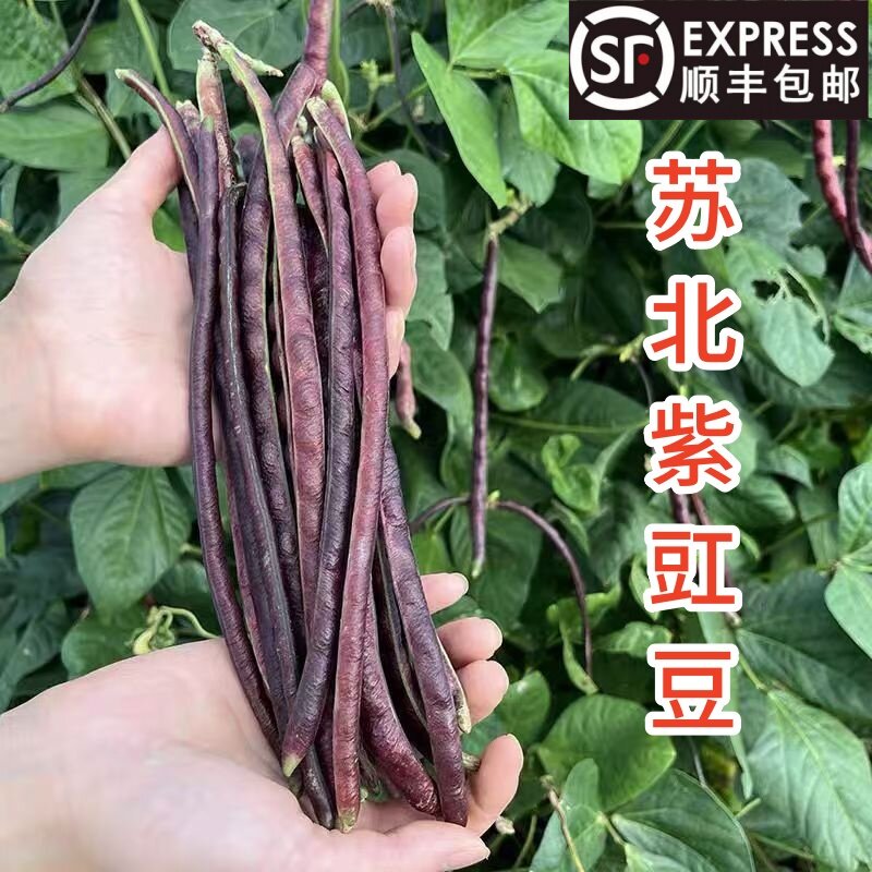 顺丰包邮红豇豆农家自种新鲜红豆角紫刀豆紫豇豆 长豆角当季蔬菜5