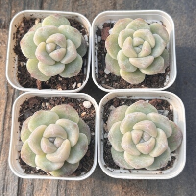 群生老桩好养花卉一物一拍多肉