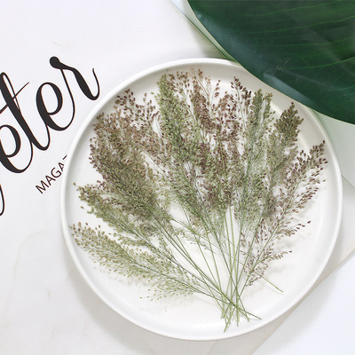 干花押花植物标本滴胶压花花材