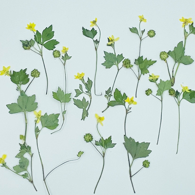 花未落森系INS风干花压花