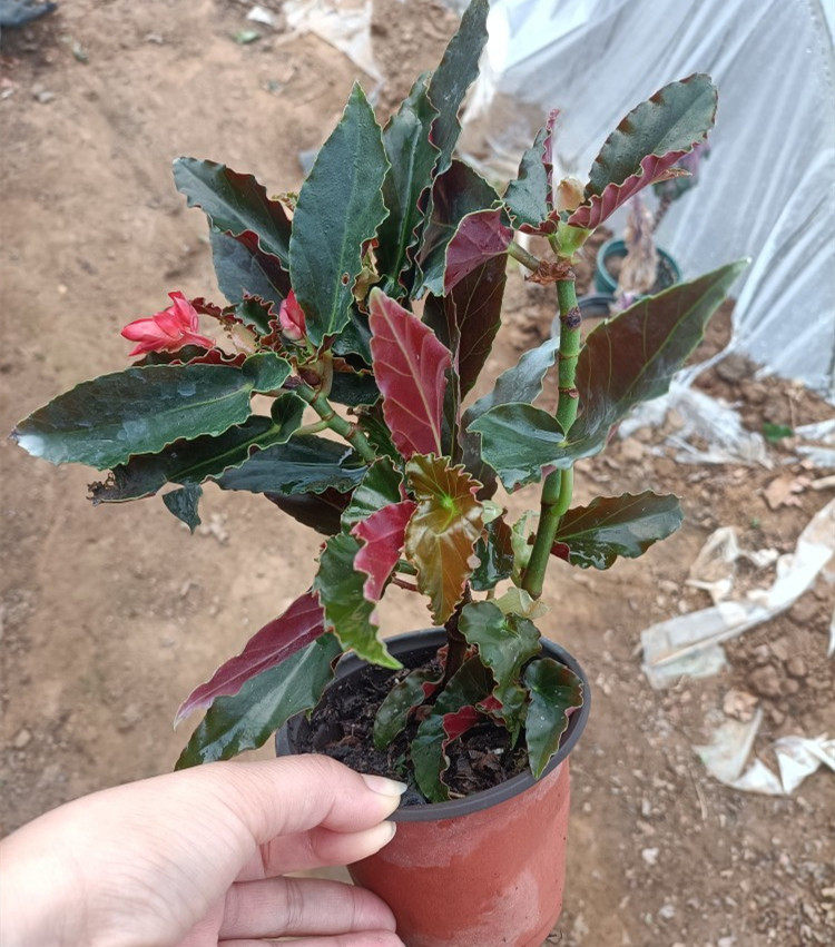 龙翅海棠花盆栽 竹节秋海棠花玻璃海棠开花植物阳台客厅