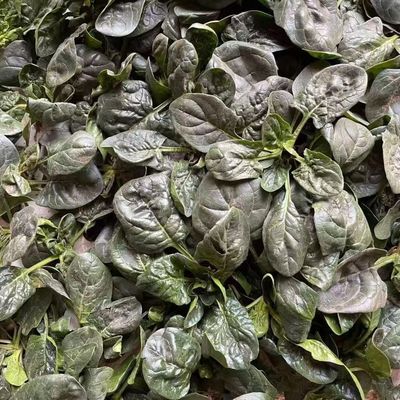 河南霜打红根趴地菠菜炒菜辅食