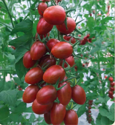 蜜莉紫色樱桃番茄种子 5粒5.8元原包分装F1满28元包邮