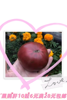 传家宝番茄种子黑鹅肝 （紫切诺基）6粒5元 皮薄糖度高28元包邮