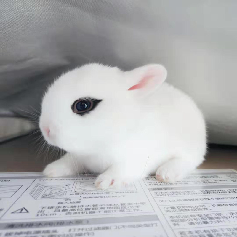 熊猫凤眼侏儒兔,凤眼侏儒兔,侏儒兔兔兔(第15页)_大山谷图库