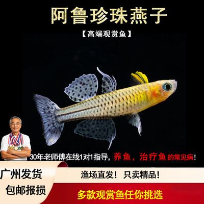 阿鲁大帆珍珠燕子鱼小型观赏淡水鱼热带鱼观赏鱼活体鱼好养群游鱼