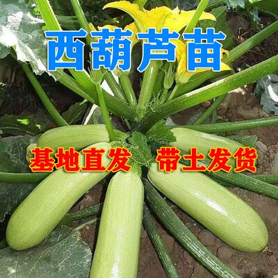 西葫芦苗子短瓜苗占瓜苗高产四季阳台庭院西葫芦苗秧夏秋季蔬菜苗