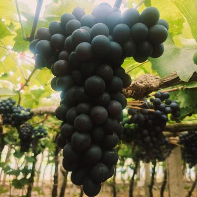 玫瑰香扦插苗基地直发纯度保证南方北方种植盆栽庭院爬藤葡萄小苗