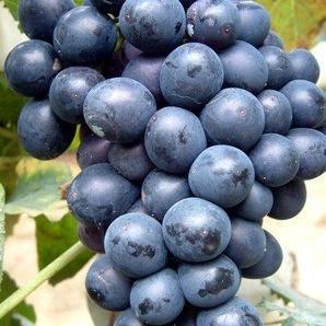 高抗霜霉病丰产性强适合南北方