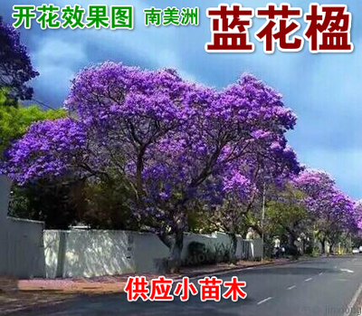 庭院植物公园蓝花楹风景树