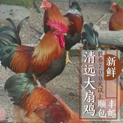 农家大扇1只现发顺丰包邮阉鸡