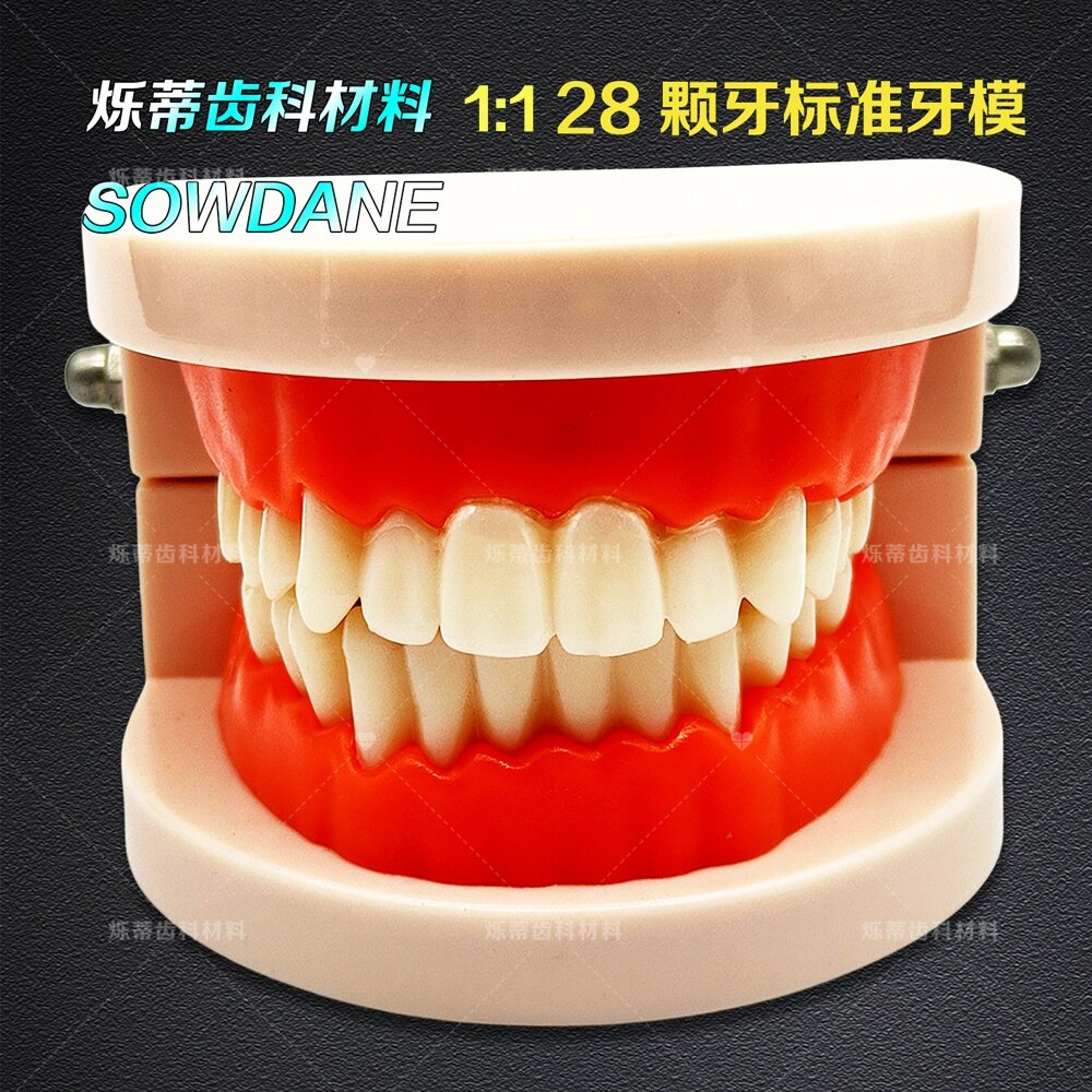 1:1比例牙科口腔教学 成人标准模型 学习口腔牙模塑料 模型