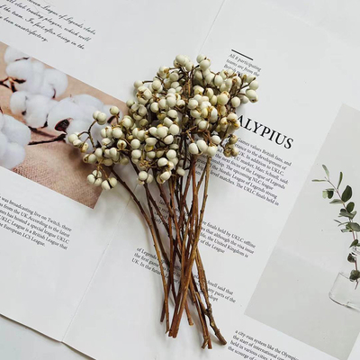 北欧INS天然永生小白豆乌