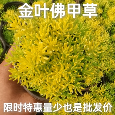 金叶佛甲草耐旱耐热好养