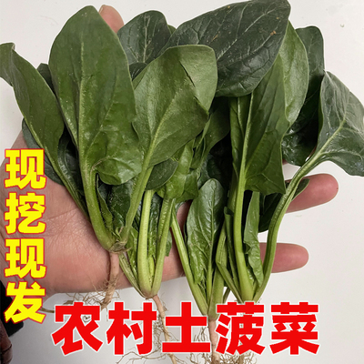 湖北农家露天打霜红头土菠菜