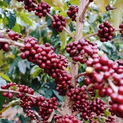 云南咖啡保山潞江小粒咖啡树