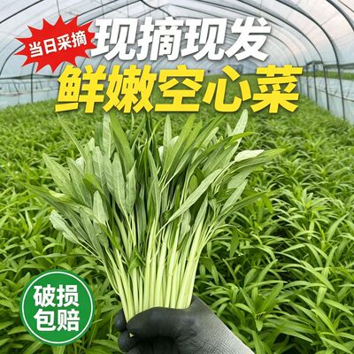 现摘清脆有机无公害空心菜