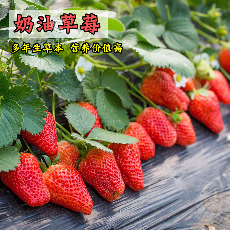 水果草莓种子多年生奶油草莓种籽苗四季春秋阳台盆栽易活蔬菜种孑