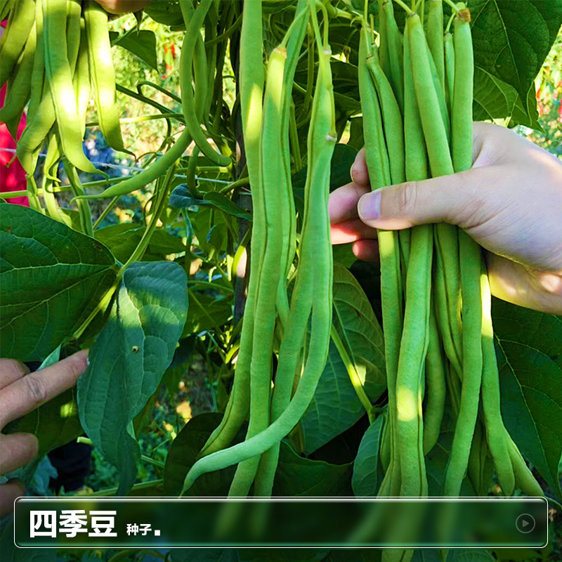 四季豆种子东北虹豆角菜豆芸豆紫豇豆种籽春季阳台蔬菜种孑大全子