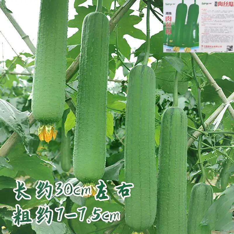 香嫩肉丝瓜种子大肉丝瓜早熟抗病高产春季四季阳台菜园蔬菜种子籽