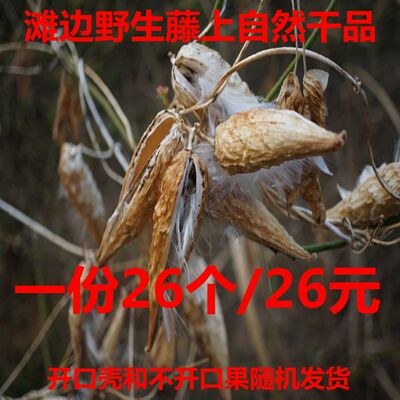 天浆壳 干品萝藦摩罗果 老鸹瓢羊婆奶 老人瓢洋飘瓢乳浆藤 天将果