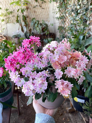 露薇花盆栽露微花琉维草阳台庭院花卉植物四季开花好养多年生带花