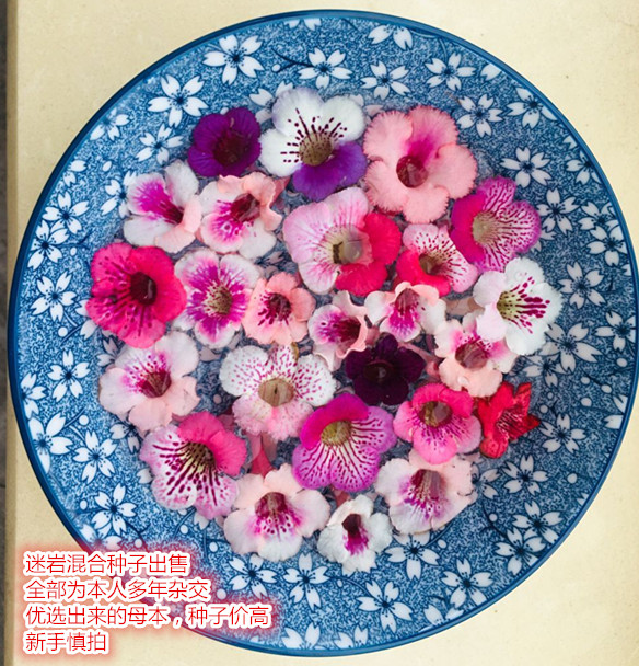 诗妍花缘迷岩种子 开花苗 迷杂 苦苣苔 迷你岩桐球根种子