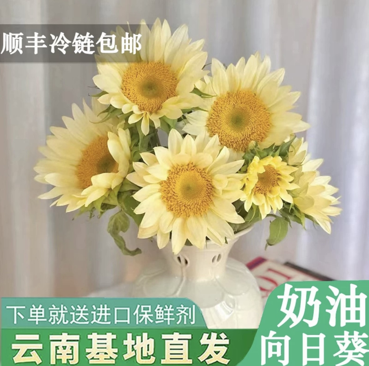 云南基地直发奶油 绿心 泰迪 油画向日葵精选家庭办公水养鲜切花