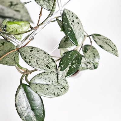花与花器 威尔伯球兰Hoya Wilbur Graves珍稀全斑073室内垂吊植物