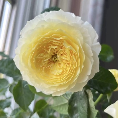 新品 浮光 月季花苗 大花重瓣灌木多头勤花月季 庭院阳台盆栽