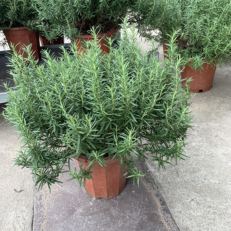 可食用迷迭香植物盆栽绿植香草西餐糕点驱蚊提神醒脑室内净化空气