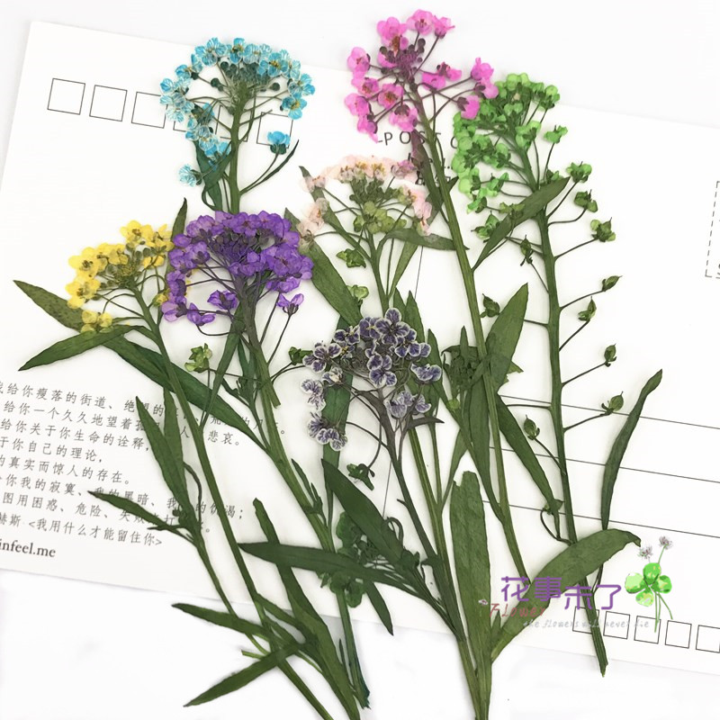 香雪球 天然真花押花压花材料 滴胶干花手机壳diy 植物教学标本