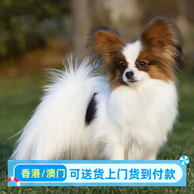 蝴蝶犬边境幼犬边牧黑白牧羊犬家养黄白狗狗幼宠长毛宠物狗