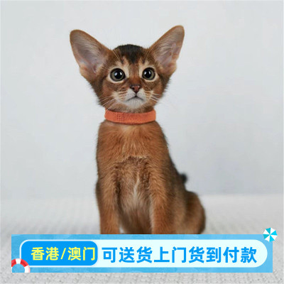 阿比西尼亚猫幼猫活体红