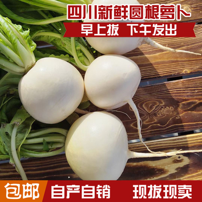 新鲜圆白萝卜生吃水果可腌制