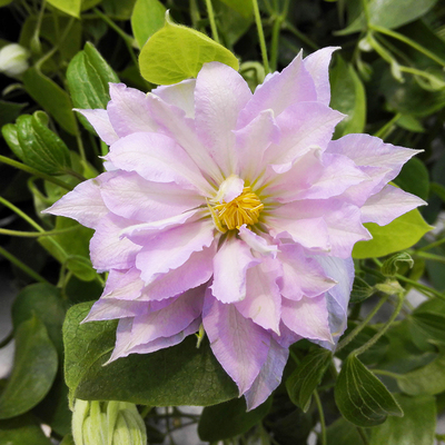 伟伟园艺 重瓣铁线莲舞王 攀援花卉株型矮小适合小空间容器栽培